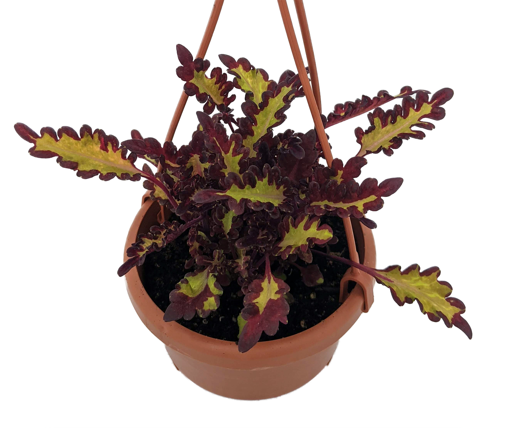Macaw Solenostemon/Coleus - Feathery Foliage - 4" Mini Hanging Basket ...