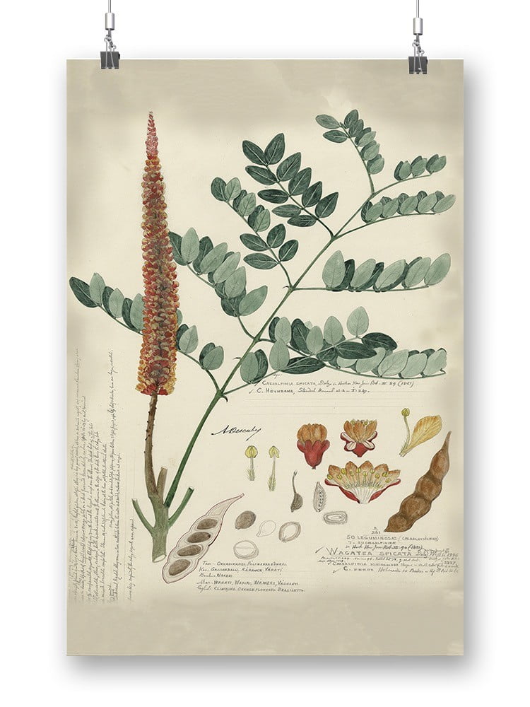 Botanical Notes And Drawings Poster - A. Descubes Designs, - Walmart.com