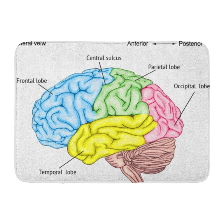 Cerebral Cortex Function For Kids
