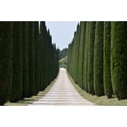 20 TRUE MYRTLE Myrtus Communis aka Common & Sweet Myrtle Fragrant White ...