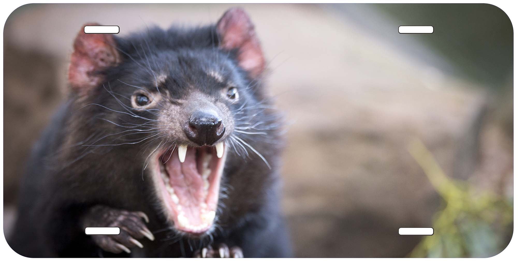 Tasmanian Devil TAG01 Novelty Car Auto License Plate - Walmart.com