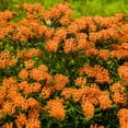 2 (Plugs Size) Orange Milkweed Plants Live Butterfly Asclepias Tuberosa ...