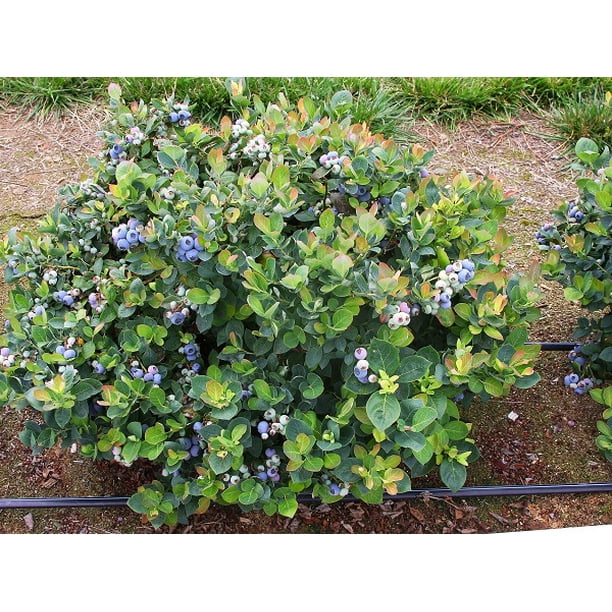 ( 1 ) - Top Hat Dwarf Blueberry - Starter Plant ( 8m ) ( 1 Live Plant ...