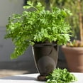 Wormwood Absinthe Xeriscape Drought Tolerant Herb Garden Plant Seed ...