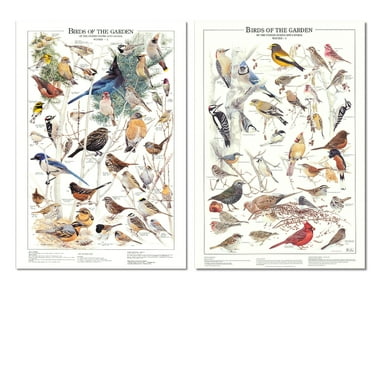 Bird Poster: State Birds Poster Identification Chart - Walmart.com