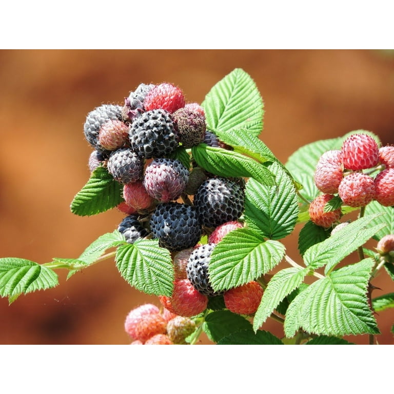 Raspberry Fruit Tree
