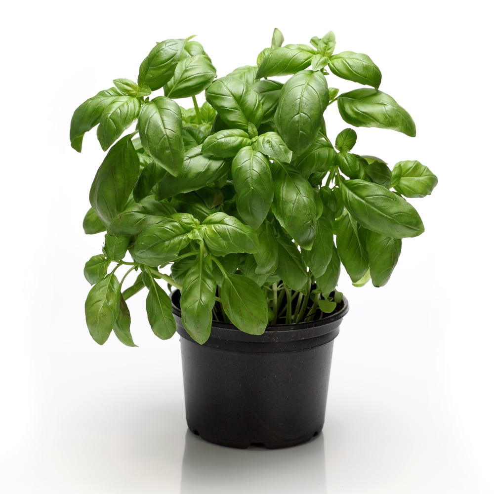 Basil