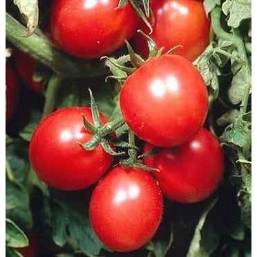 Pink Girl Tomato Plant- Two (2) Live Plants - Not Seeds - Each 5" to 7 ...