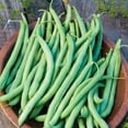 Burpee Bush Blue Lake 274 Garden Bean, Annual Vegetable Seed, Heirloom ...