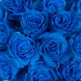Tinted Blue Roses 50 Stems of 50 cm Farm Direct Fresh Cut Flowers by ...