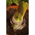 Brilliant Exquisite Amaryllis Planting-Iridescence-(Non-Artificial ...
