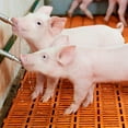 Livestock Water Trough Water Dispenser Automatic Drinking Water Nipple ...