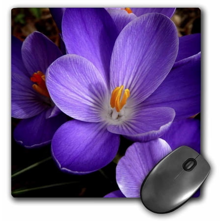3dRose Purple Flower, Mouse Pad, 8 by 8 inches - Walmart.com
