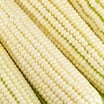 Multicolored Broom Corn Garden Seeds - 1 Lb - Non-GMO Vegetable ...