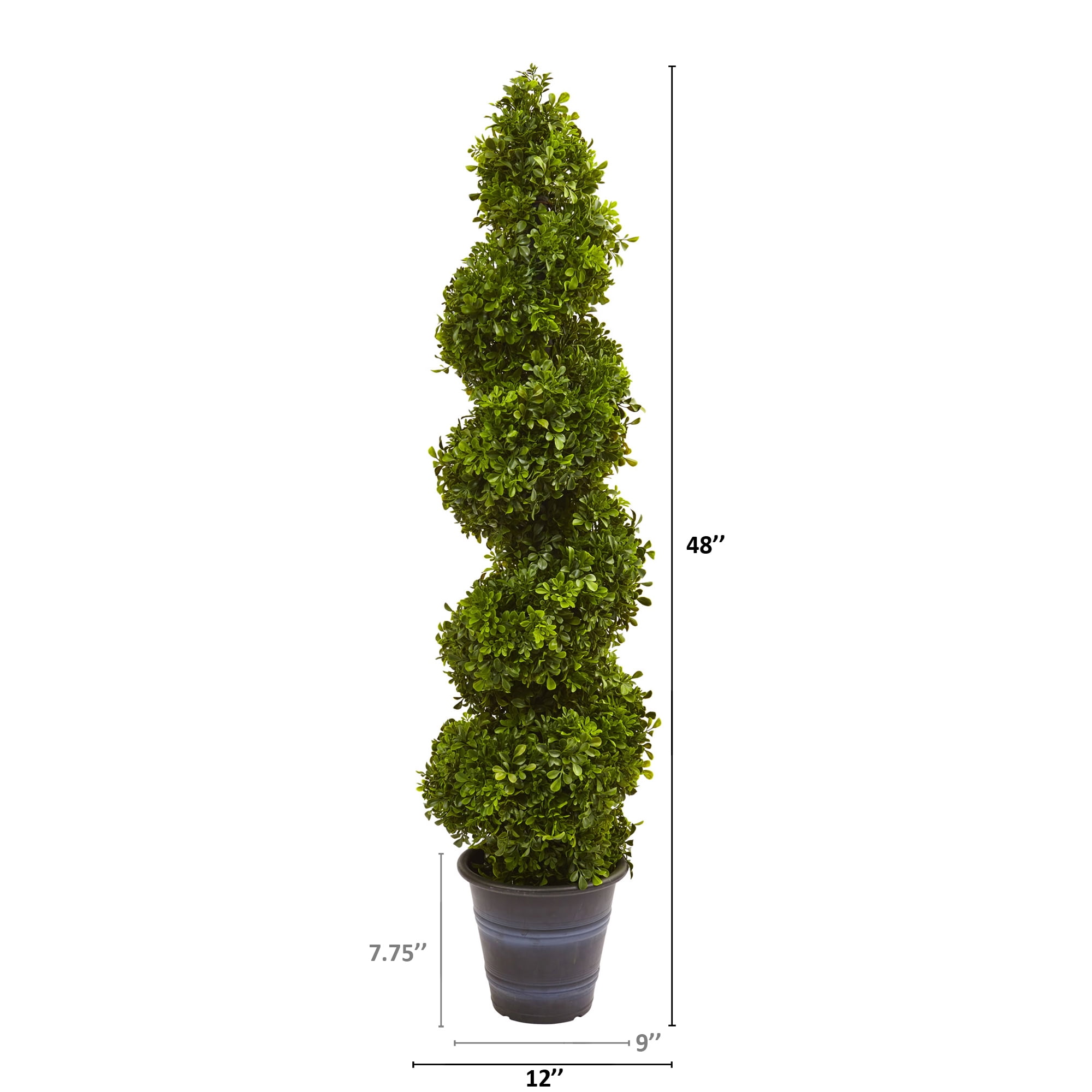 Boxwood Topiary Spiral