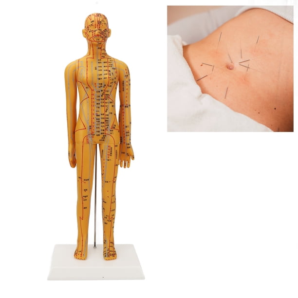 Acupuncture Female Model, Acupuncture Meridian Model PVC Clear Chinese ...