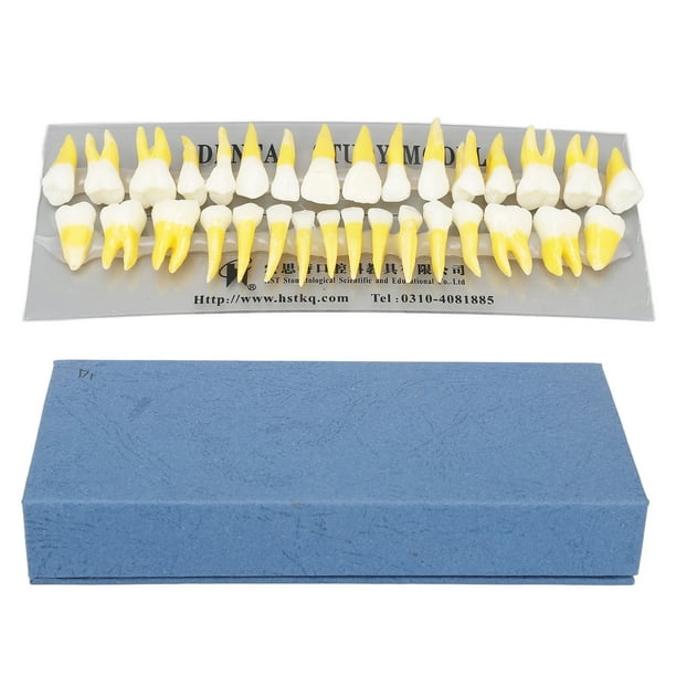 Life-Sized Dentist Training Model 32-piece Dual Color Permanent Tooth ...
