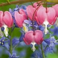 Expert Gardener Bleeding Heart Pink (Set of 2 Dormant Bare Plant Roots ...