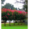 Crape Myrtle Red Rocket 2 Extra Large 3 Gallon Plants Vivid Scarlet ...