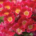 Heirloom Roses Live Rose Plant - Carefree Spirit Flowers - Shrub Rose ...