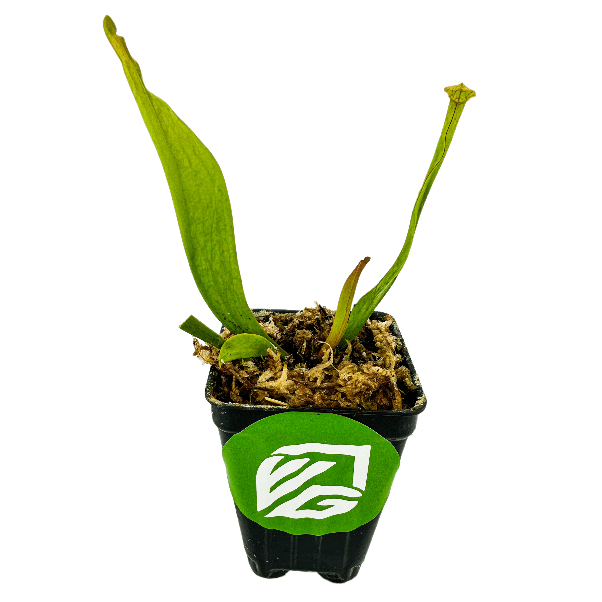 Velvet Carnivorous Live Pitcher Plant - Sarracenia - Wellspring Gardens Starter Plant - Walmart.com