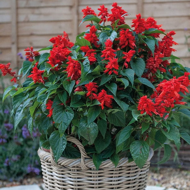 Sage Seeds - Blaze of Fire - Packet - Red Flower Seeds, Open Pollinated ...