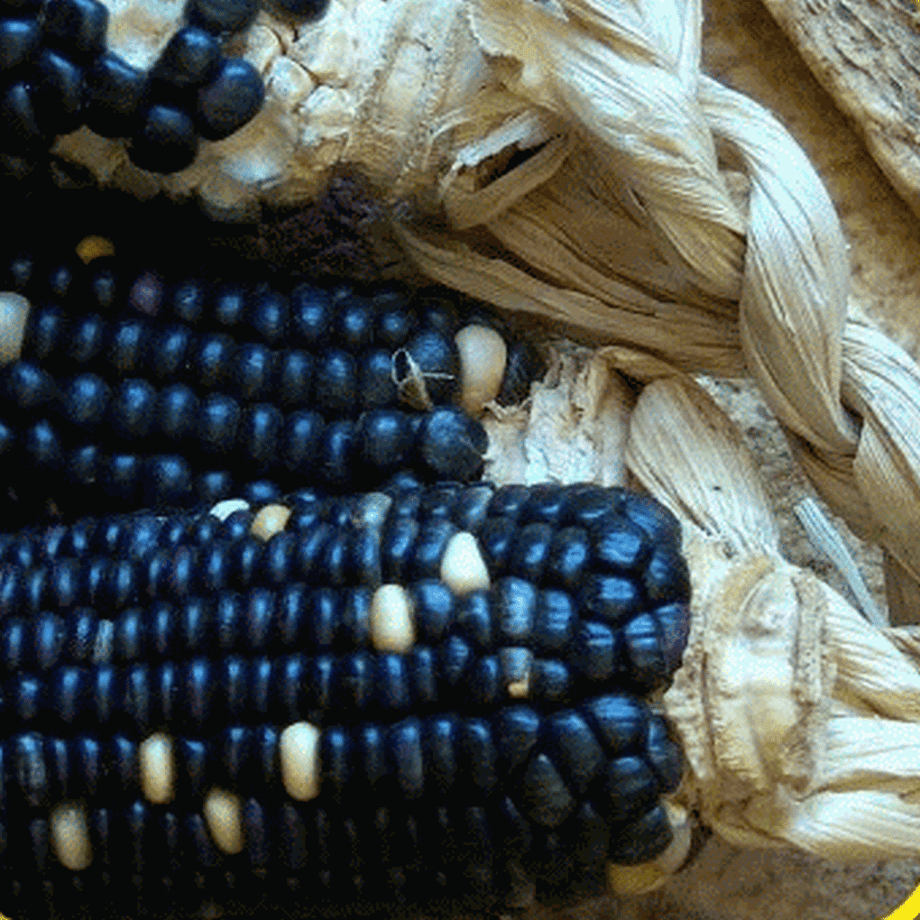 Everwilde Farms - 1 Lb Hopi Blue Improved Ornamental Corn Seeds - Gold ...
