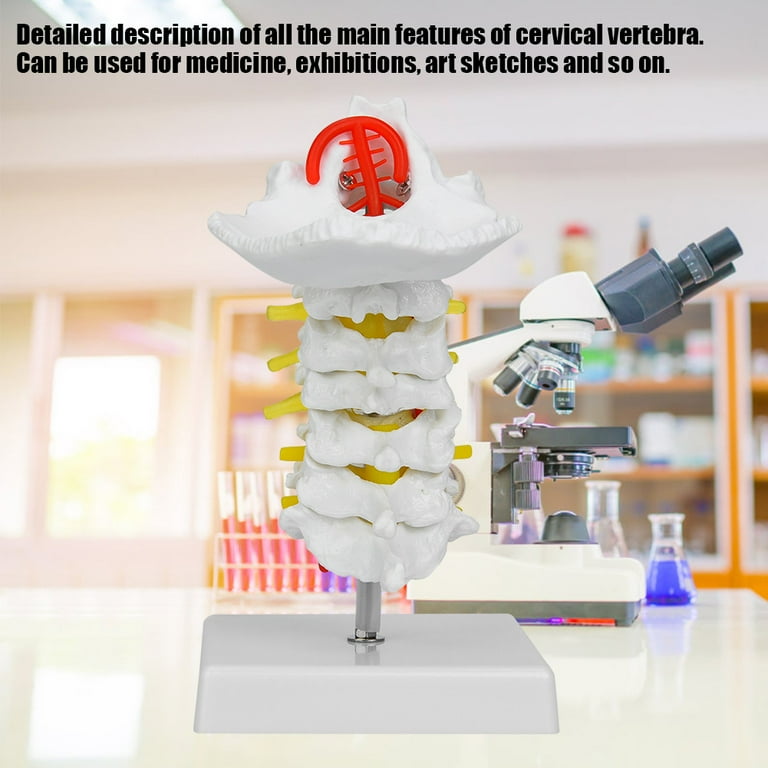 Plastic Spinal Anatomy Model Human Cervical Spine Model With Muscles ...