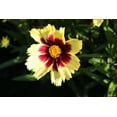 Super Star Coreopsis Perennial - Live Plant - Quart Pot - Walmart.com