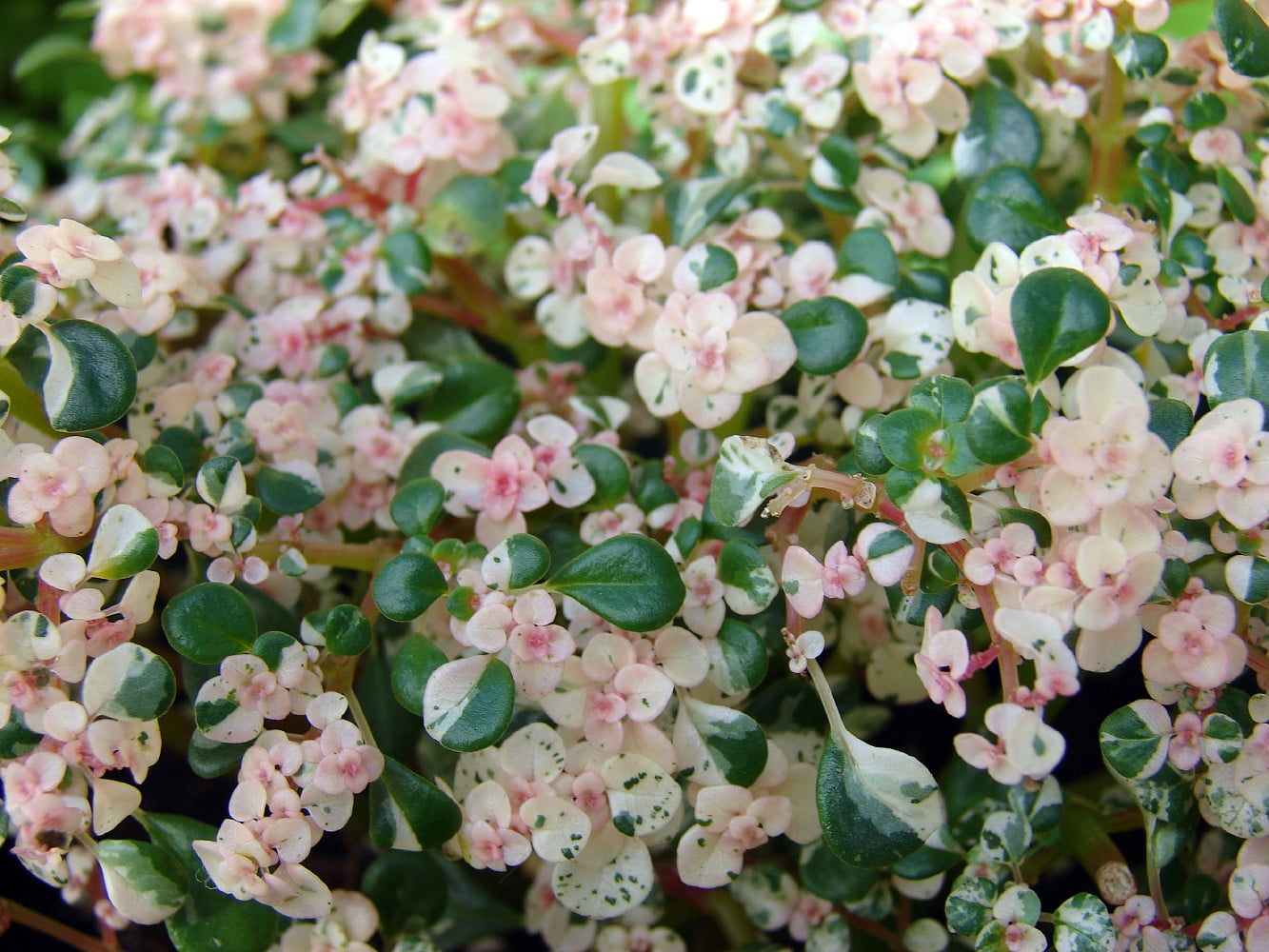 Confetti Fern - Pilea microphlla - Terrarium/Fairy Garden/House Plant ...