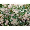 "Easy to Grow Pink Mountain Serissa Tree - Live House Plant, Bonsai ...