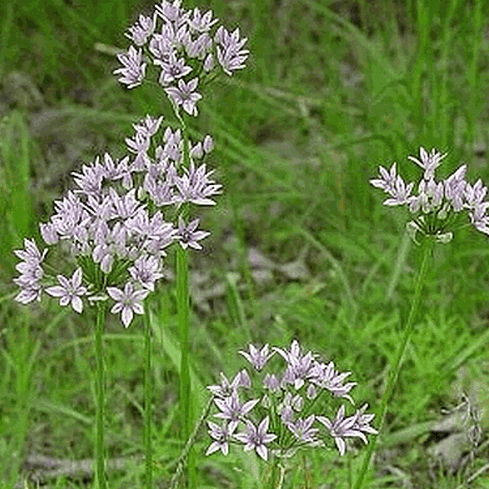 Everwilde Farms - 1/4 Lb Wild Garlic Native Wildflower Seeds - Gold ...