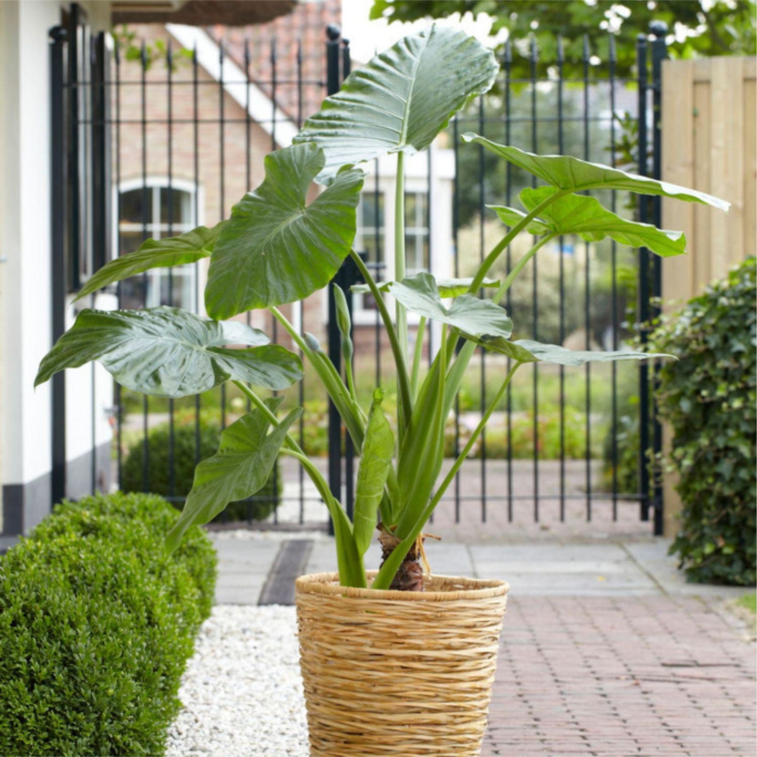 Click here for Tasc Flower Bulbs Alocasia Odora (2 Bulbs) prices