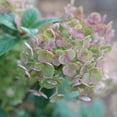 Proven Winners ColorChoice Tiny Quick Fire Hydrangea Live Shrub (2 ...