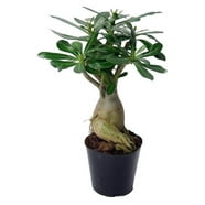 Pomegranate Bonsai Tree - Walmart.com