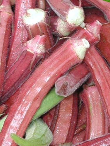 Okra RED Burgundy Great Heirloom Vegetable 150 Seeds - Walmart.com
