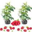 6 barerot plant Joan J Thornless Everbearing Red Raspberry -Huge 2 Yr ...