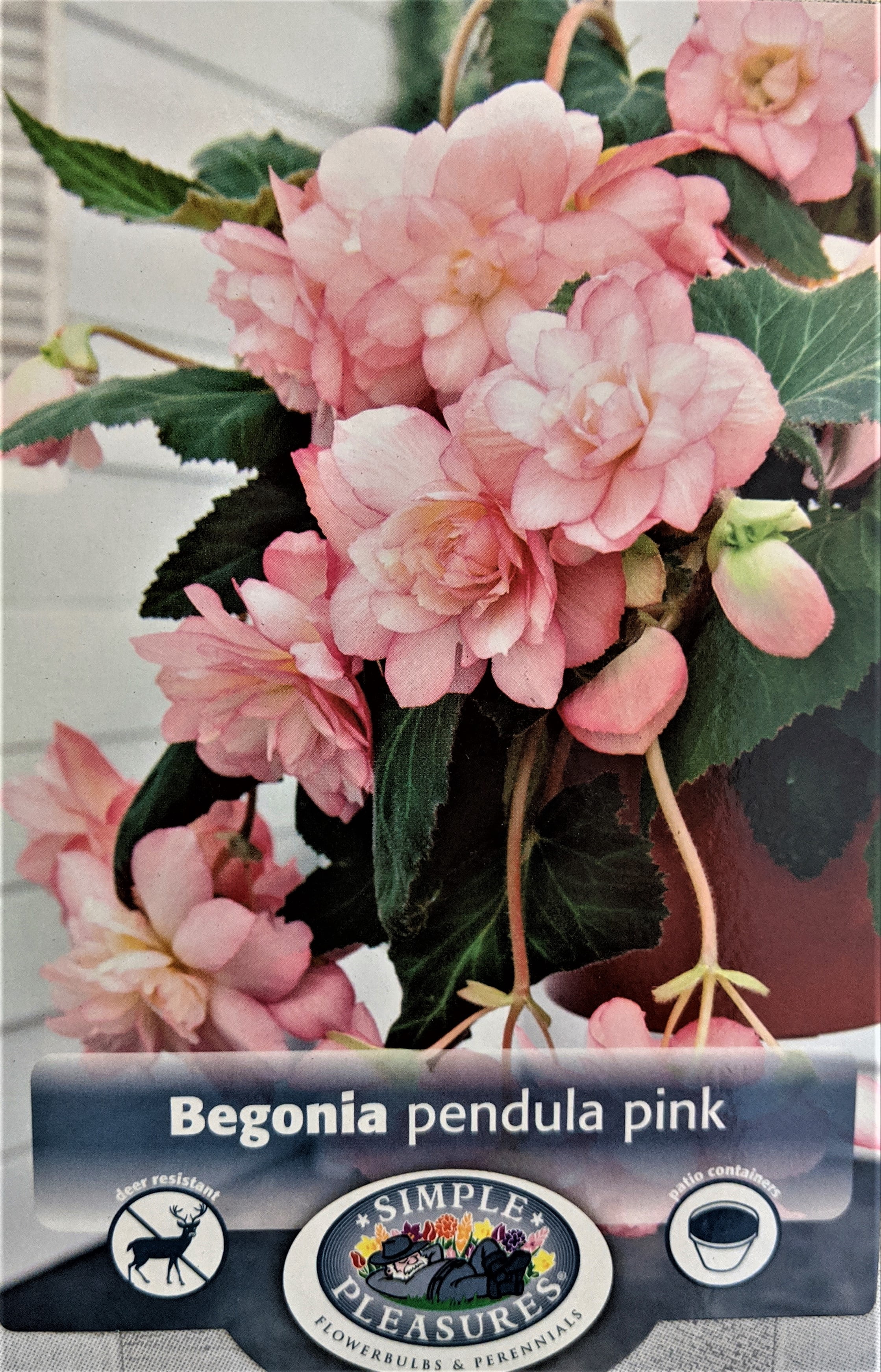 Pendula Pink Begonia - 2 Bulbs 5/6 cm - Great in Hanging Baskets ...