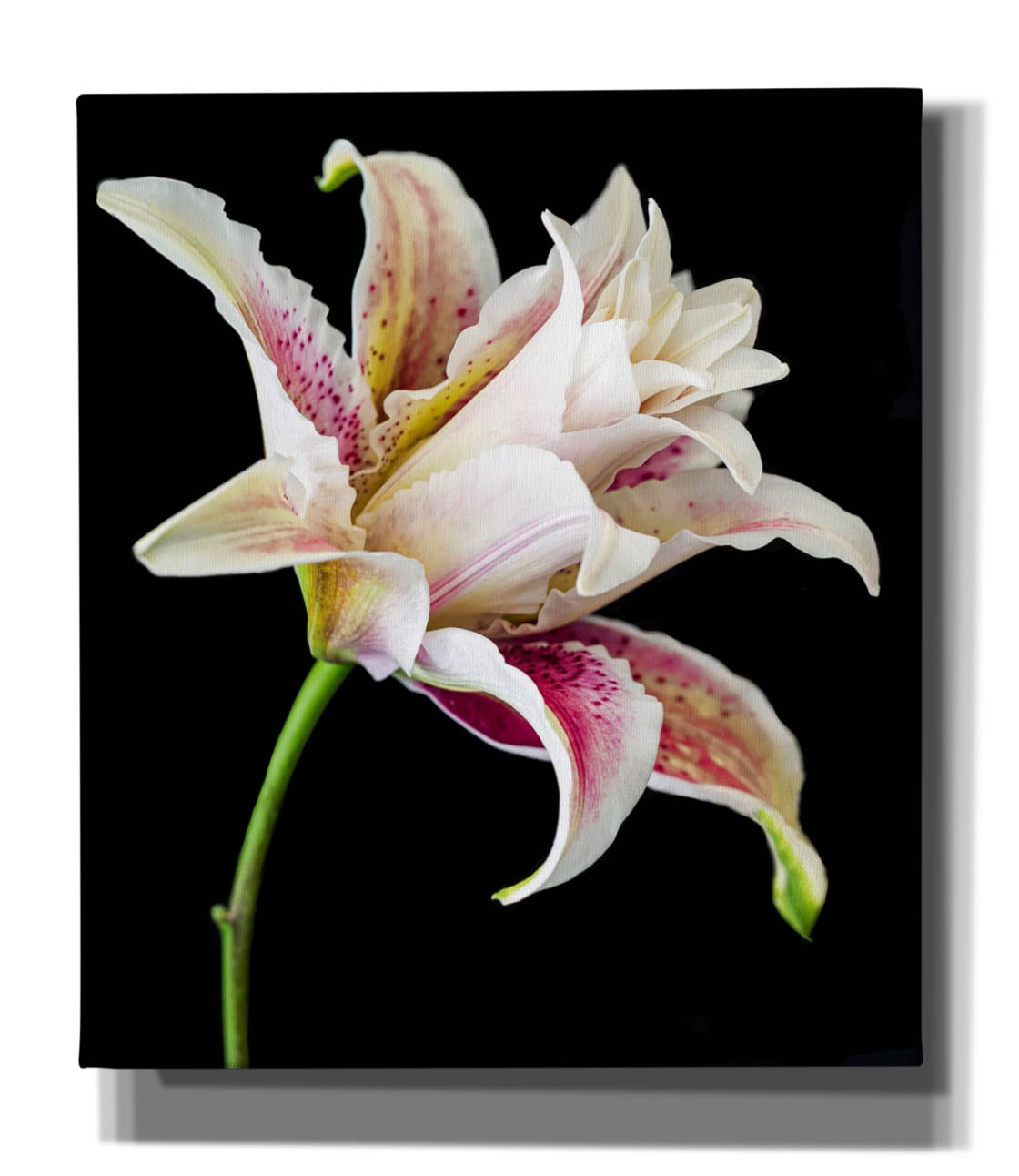 Epic Graffiti 'They Called Her Bella' by Pamela Plummer, Canvas Wall ...