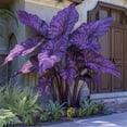 Blue Elephant Ear for Planting-(Non-Artificial)-No-fuss Cultivation ...
