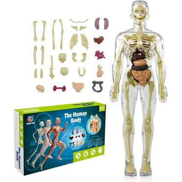 Thames & Kosmos Ooze Labs: Visible Human Body Model with Squishable ...