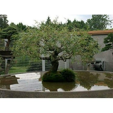 Pomegranate Bonsai Tree - Walmart.com