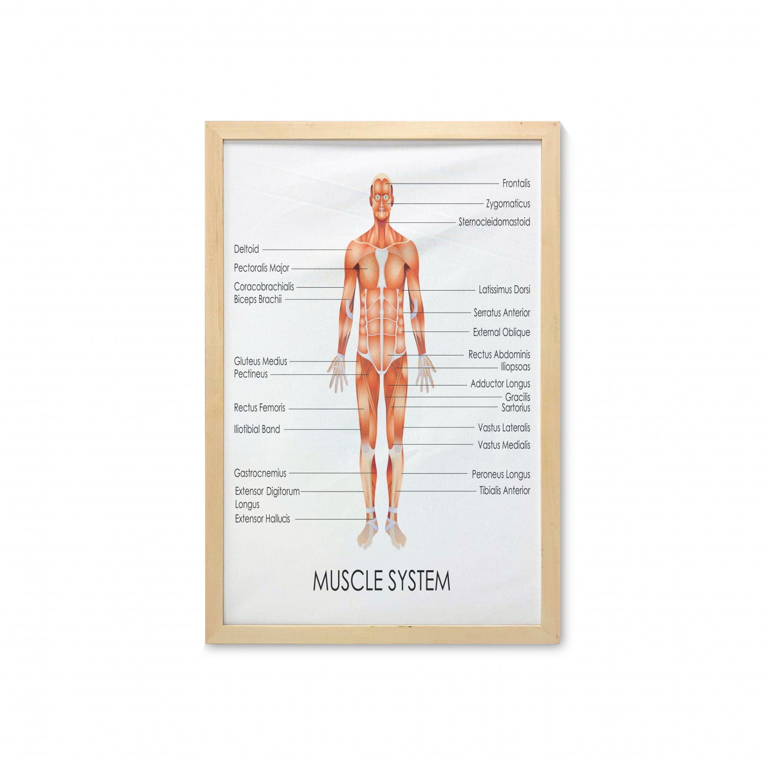 Human Anatomy Wall Art with Frame, Muscle System Diagram of Man Body ...