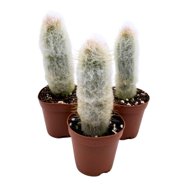Column Cactus Assortment, 4 inch Set of 3, Silver Torch, Blue Column ...