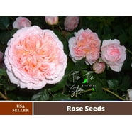 30 Rare Blue Climbing Rose Bush Seeds, Authentic Mix Seeds for Planting ...