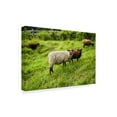 Trademark Fine Art 'Peeping Sheep' Canvas Art by Brenda Petrella ...