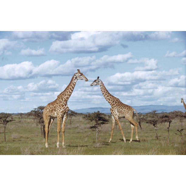 National Geographic Giraffes Wallpaper - Walmart.com