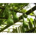 Long Handle Dipper Gourd Seeds for Planting - 20 Seeds - Walmart.com