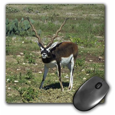 3dRose Opossum, Mouse Pad, 8 by 8 inches - Walmart.com