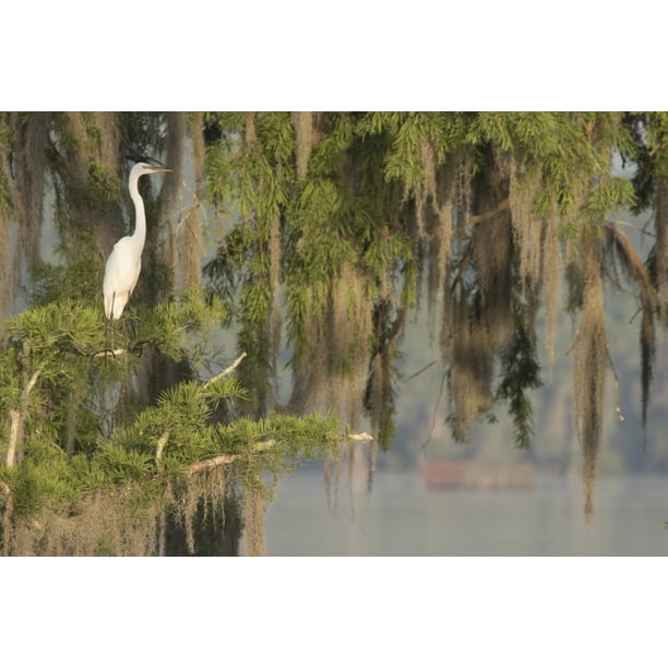 USA, Louisiana, Lake Martin. Foggy swamp sunrise with great egret in ...